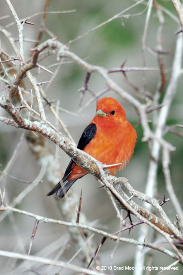 Birds Of Louisiana